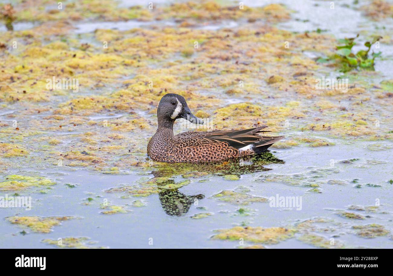 Blue Winged Teal in a Quiet Pond in Brazos Bend State Park in Texas ...
