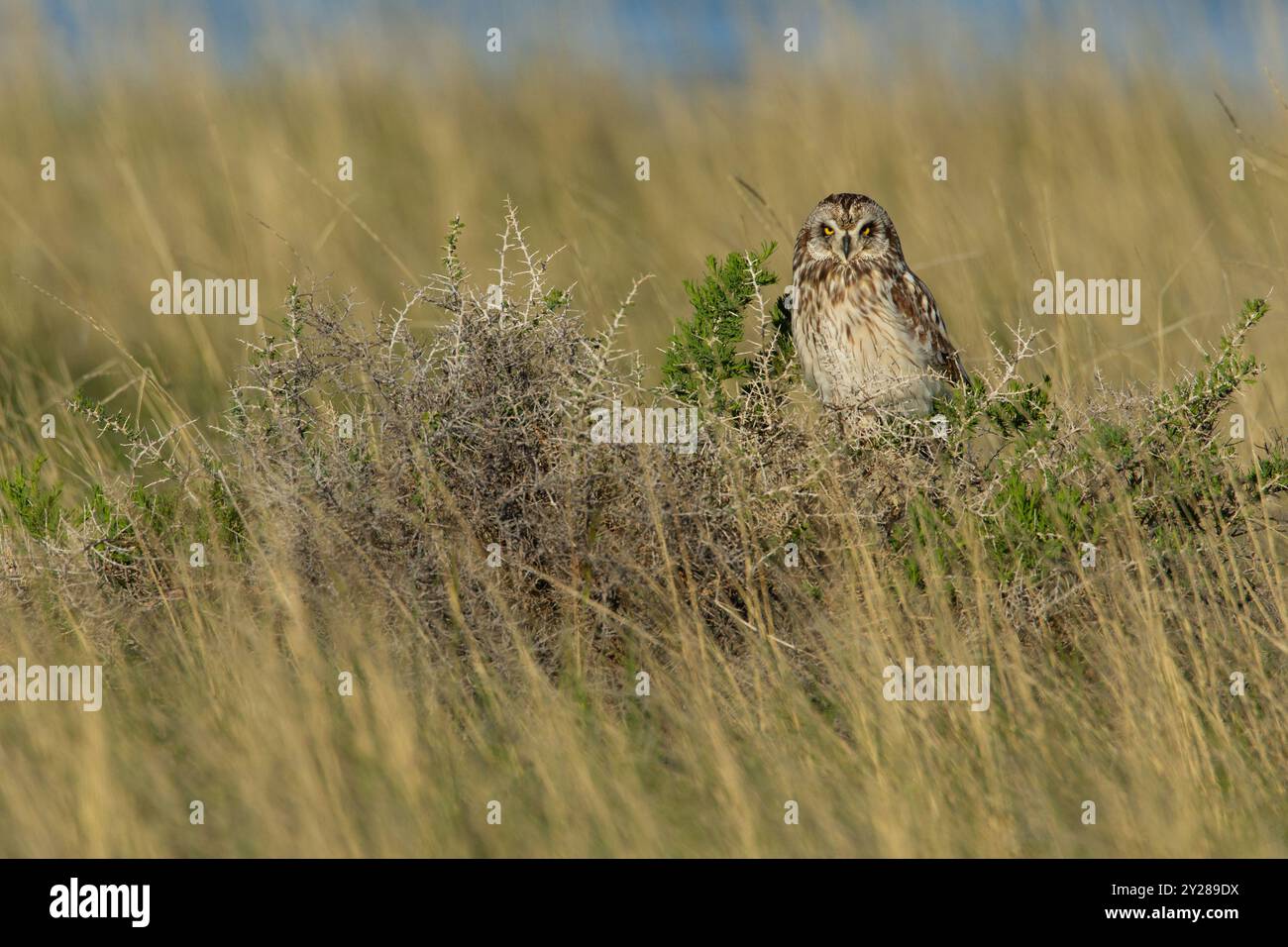 Short-eared owl (Asio flammeus) perches on shrub in open grassland ...