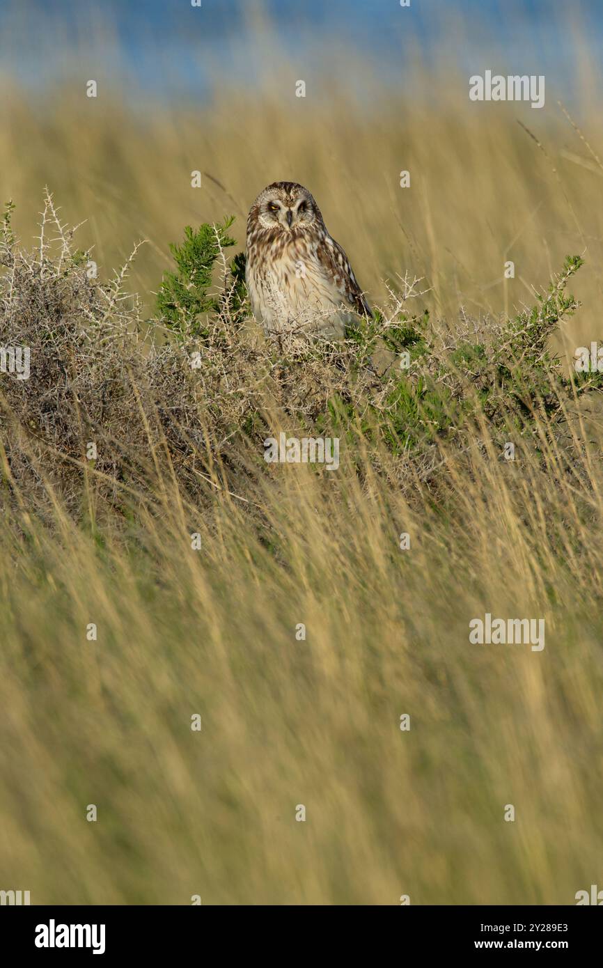 Short-eared owl (Asio flammeus) perches on shrub in open grassland ...