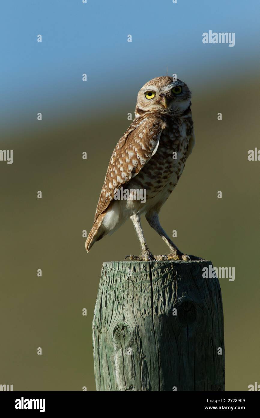 Burrowing owl (Athene cunicularia) standing on fence post shows off its ...