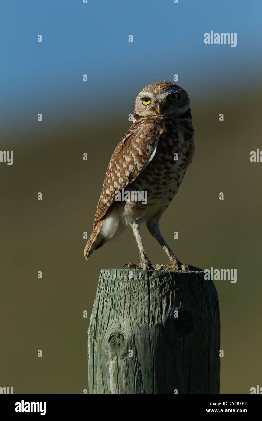 Burrowing owl (Athene cunicularia) standing on fence post shows off its ...