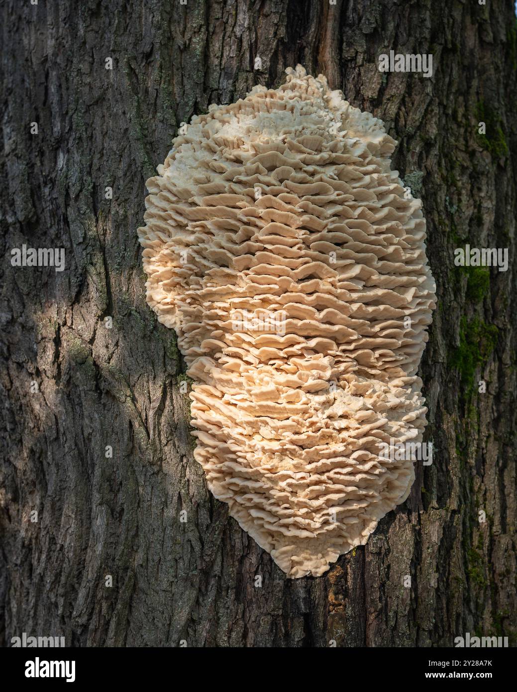 Northern Tooth fungus, Climacodon septentrionalis, a massive mushroom ...