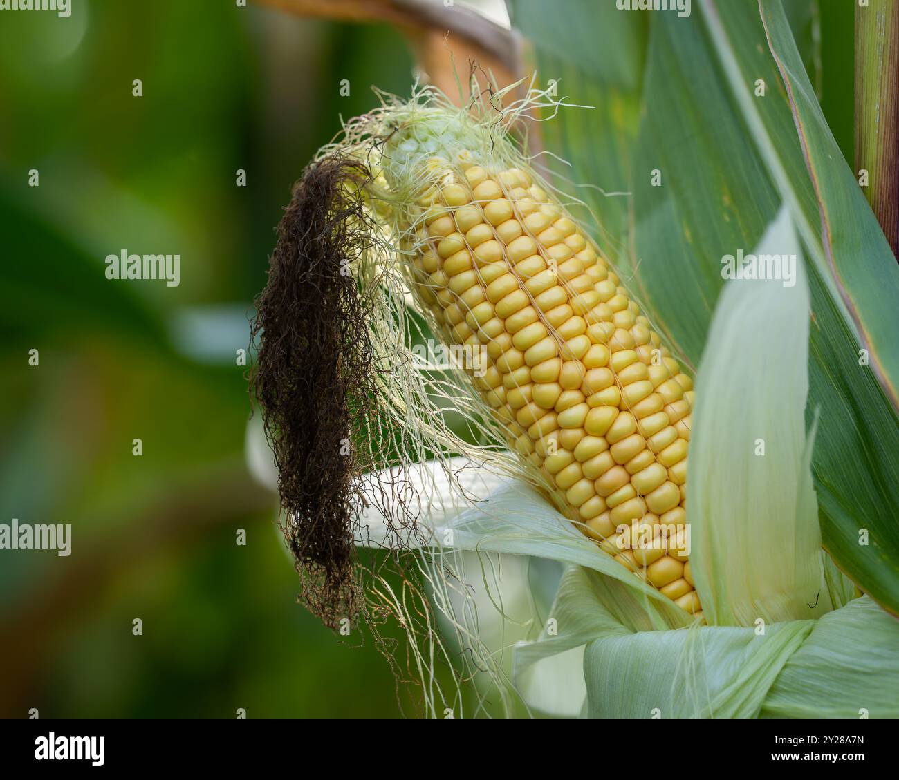 Close-up corn cob in corn plantation field. Fresh yellow organic corn ...