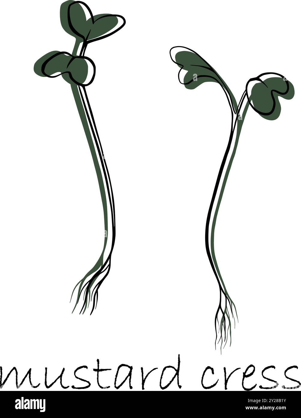 Mustard cress microgreens vector hand drawn illustration. Contour and ...