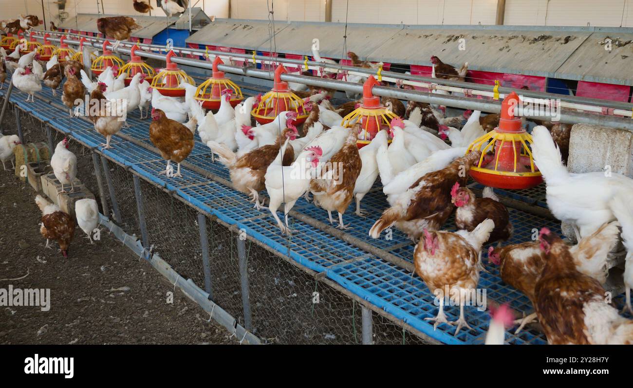Laying hens in farm poultry house equipped with grain feeders Stock ...