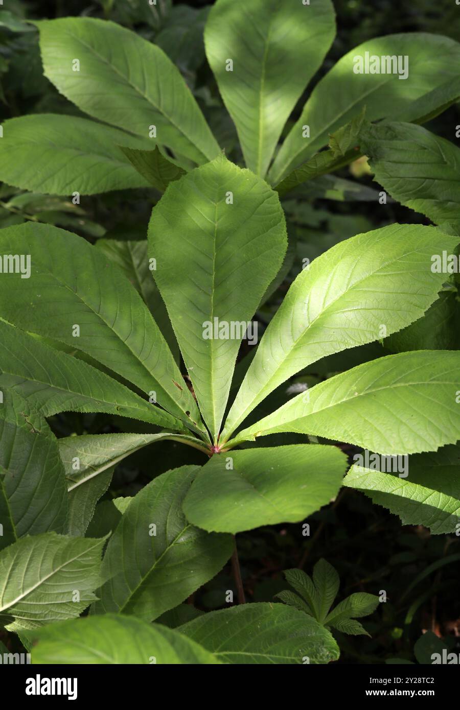 Chestnut-leaved Rodgersia, Rodgersia aesculifolia, Saxifragaceae. China ...