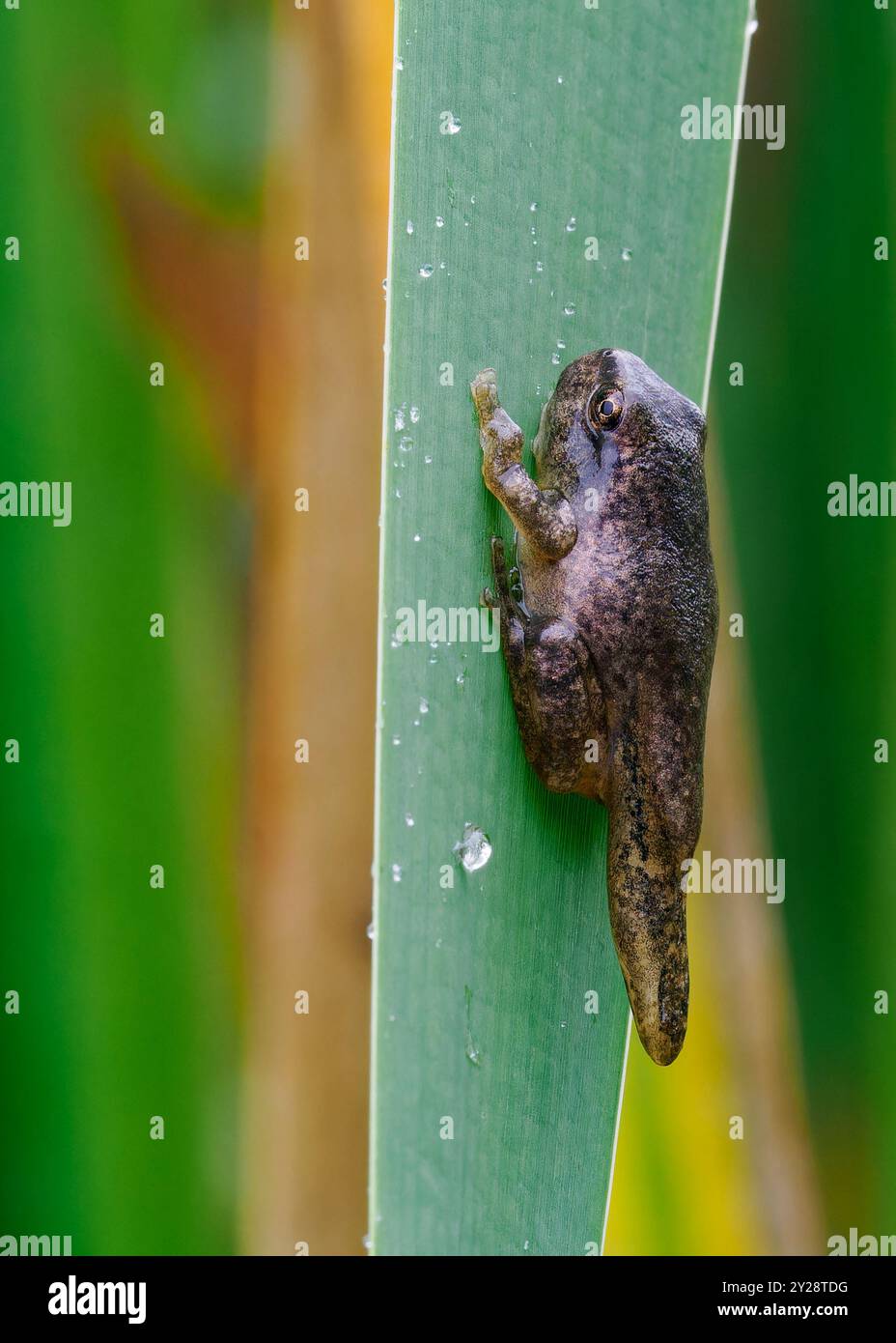 Tree frog tadpole, Huntley Meadows Park, Alexandria, Virginia Stock ...