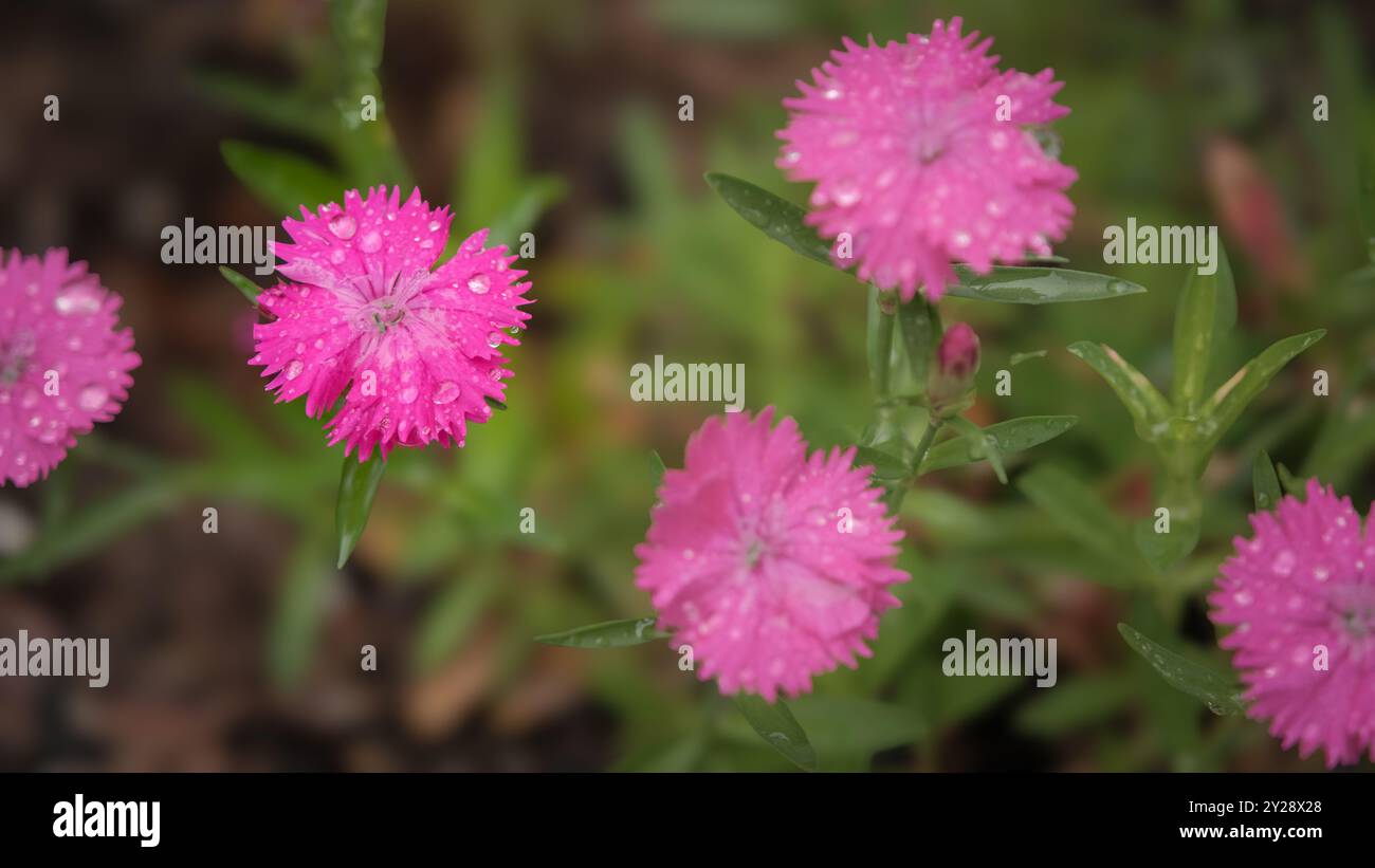 Panoramic view of bright pink dianthus flowers after light spring rain ...