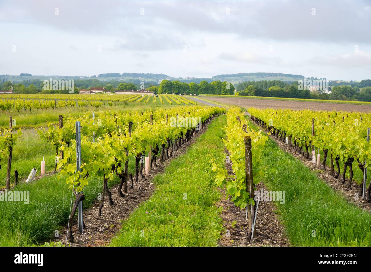Summer on vineyards of Cognac white wine region, Charente, white ugni ...