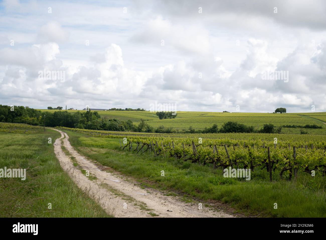 Summer on vineyards of Cognac white wine region, Charente, white ugni ...