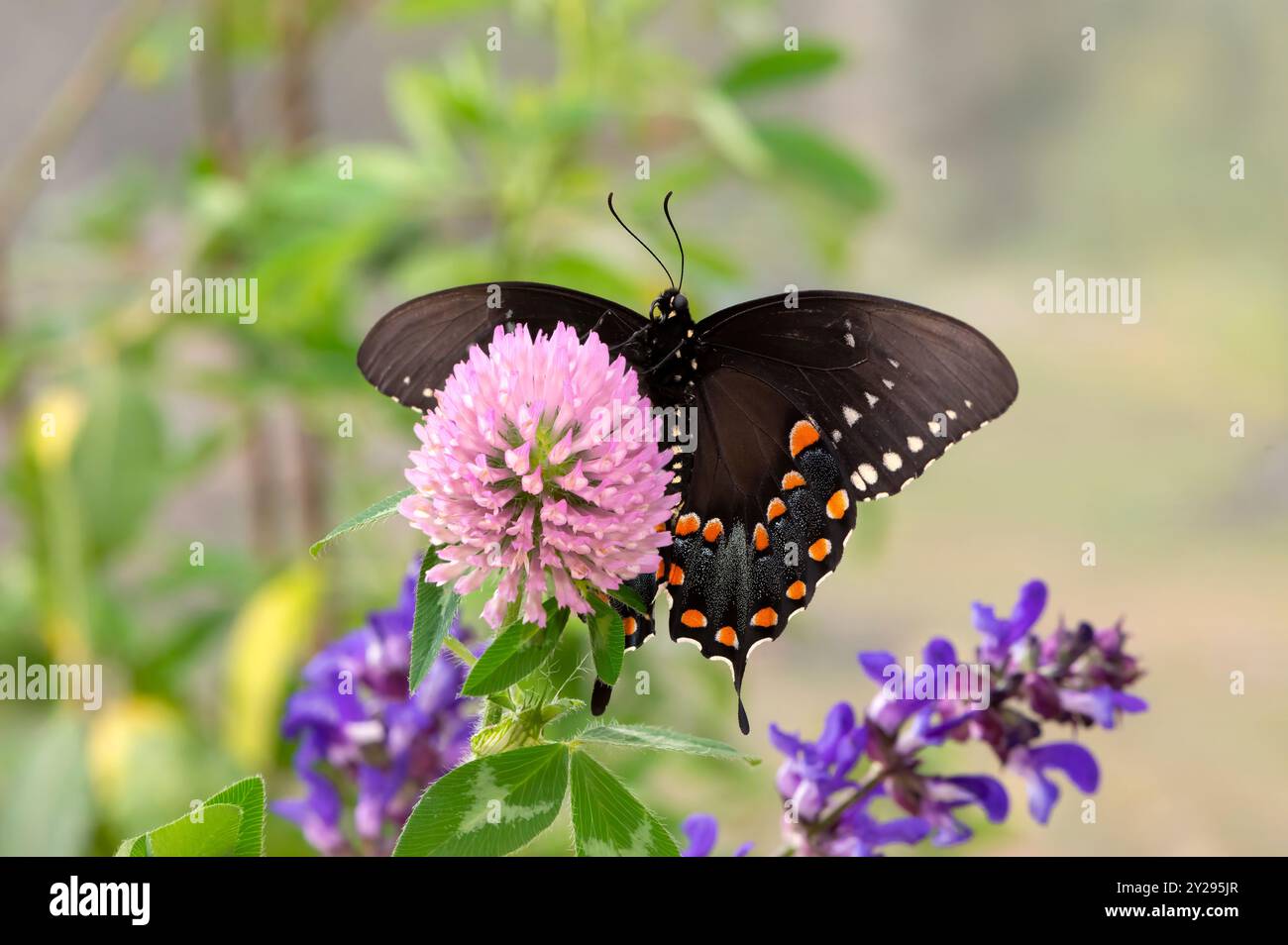 Macro of a spicebush / black butterfly (papilio troilus) feeding on red ...