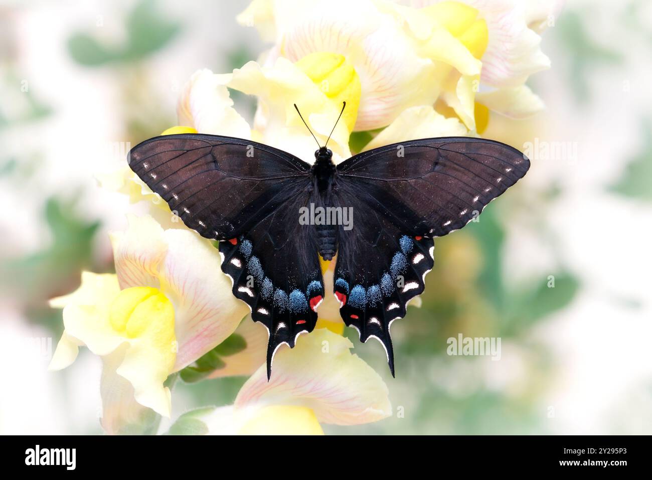 Macro of a dark/black female eastern tiger swallowtail butterfly ...