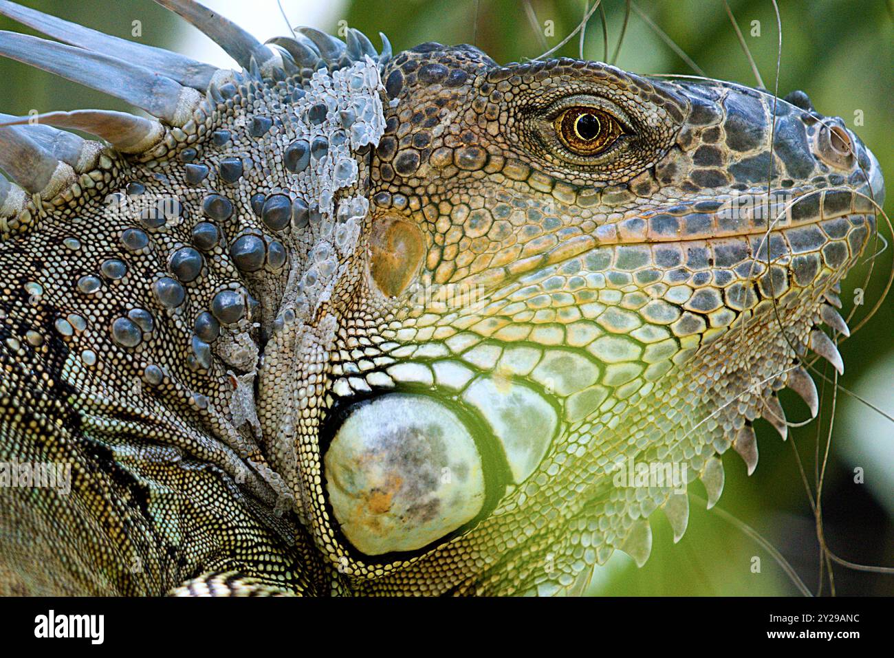 An iguana's face is shown in close-up, revealing intricate details of ...