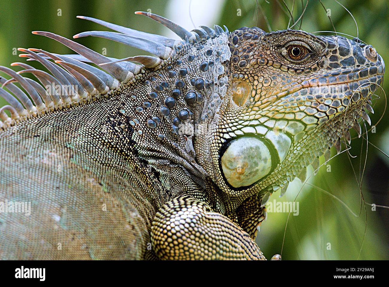 An iguana's face is shown in close-up, revealing intricate details of ...