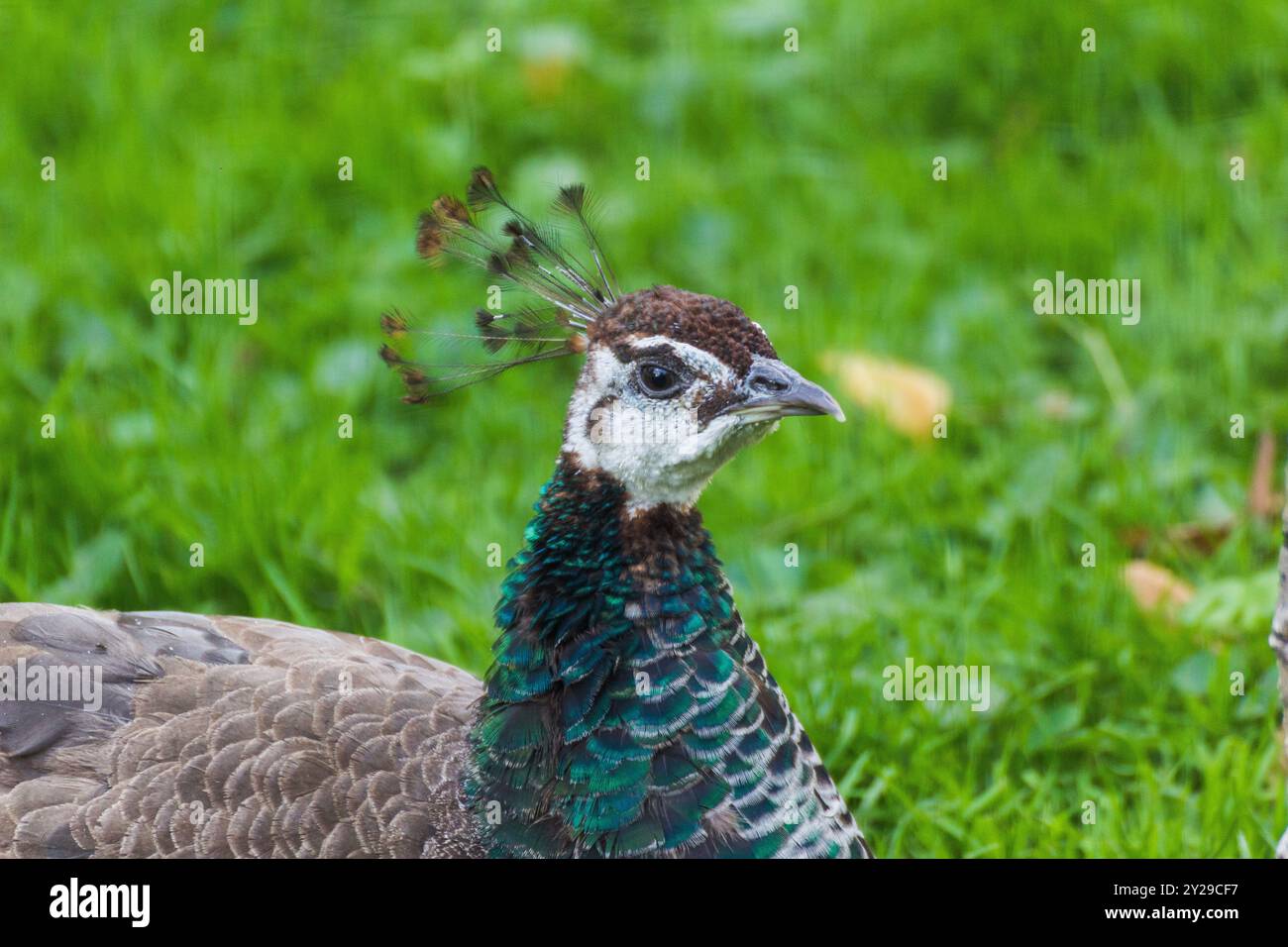 Peacock on the street looking at the camera, close beak eyes Stock ...