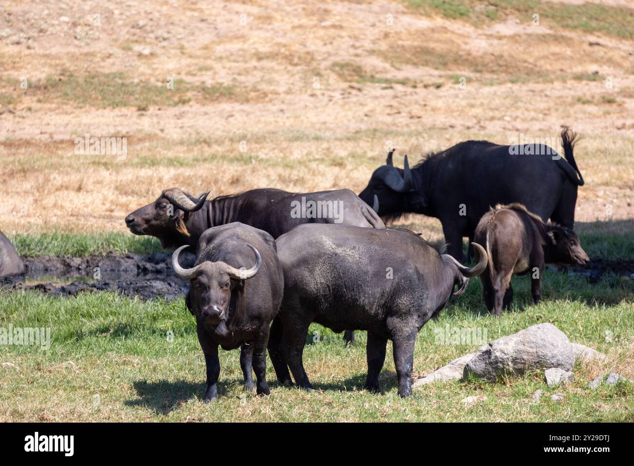 Water buffalo on the plains Stock Photo - Alamy