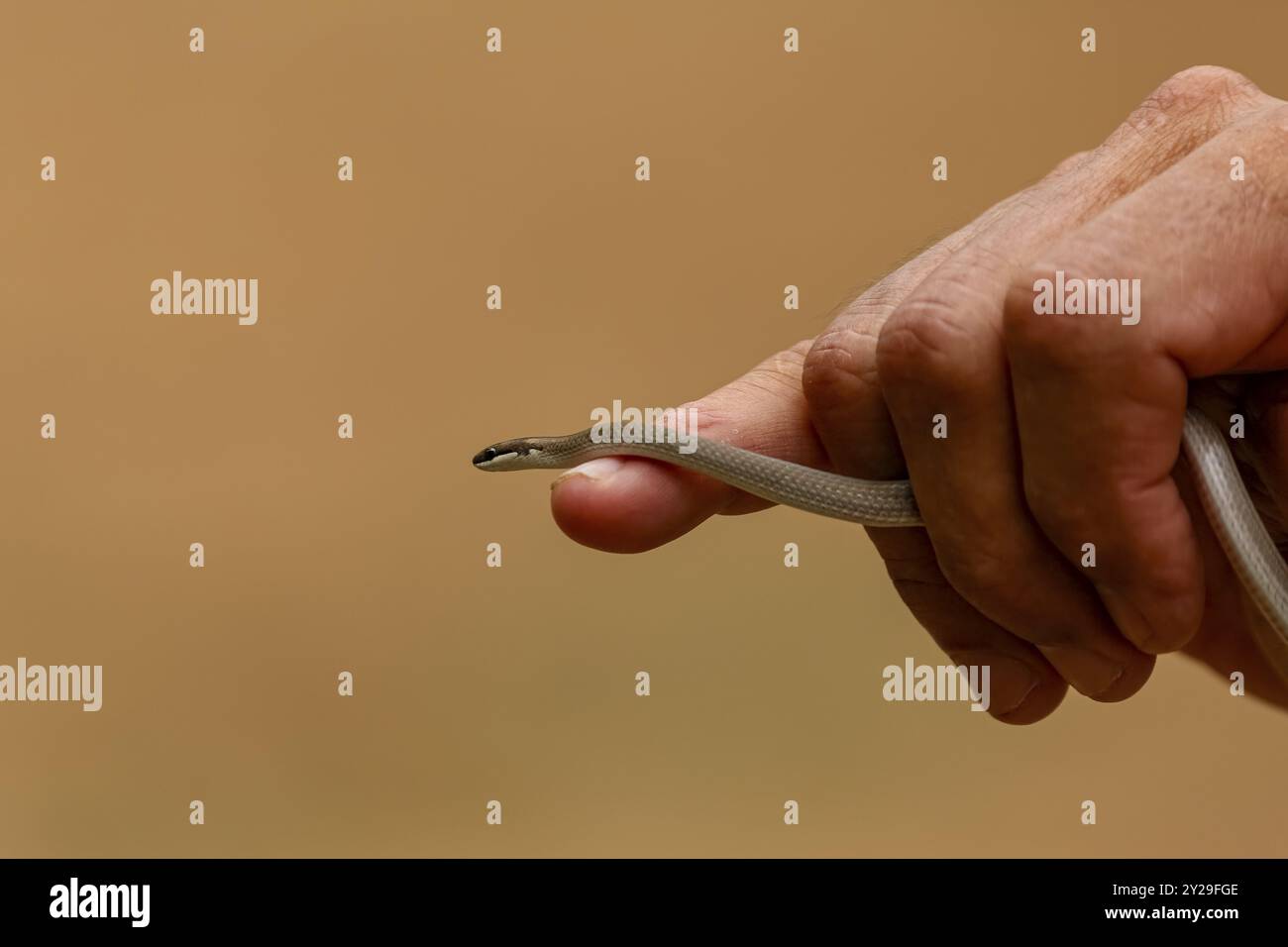 Finger snake hi-res stock photography and images - Alamy