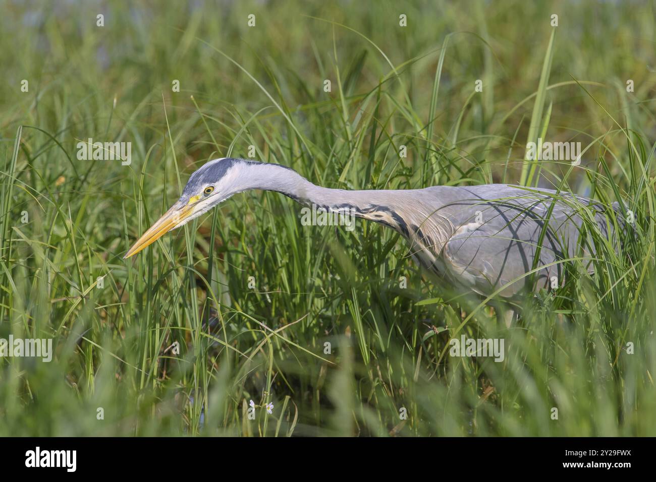 Grey heron (Ardea cinerea), also heron, hunting, fishing, sunrise ...