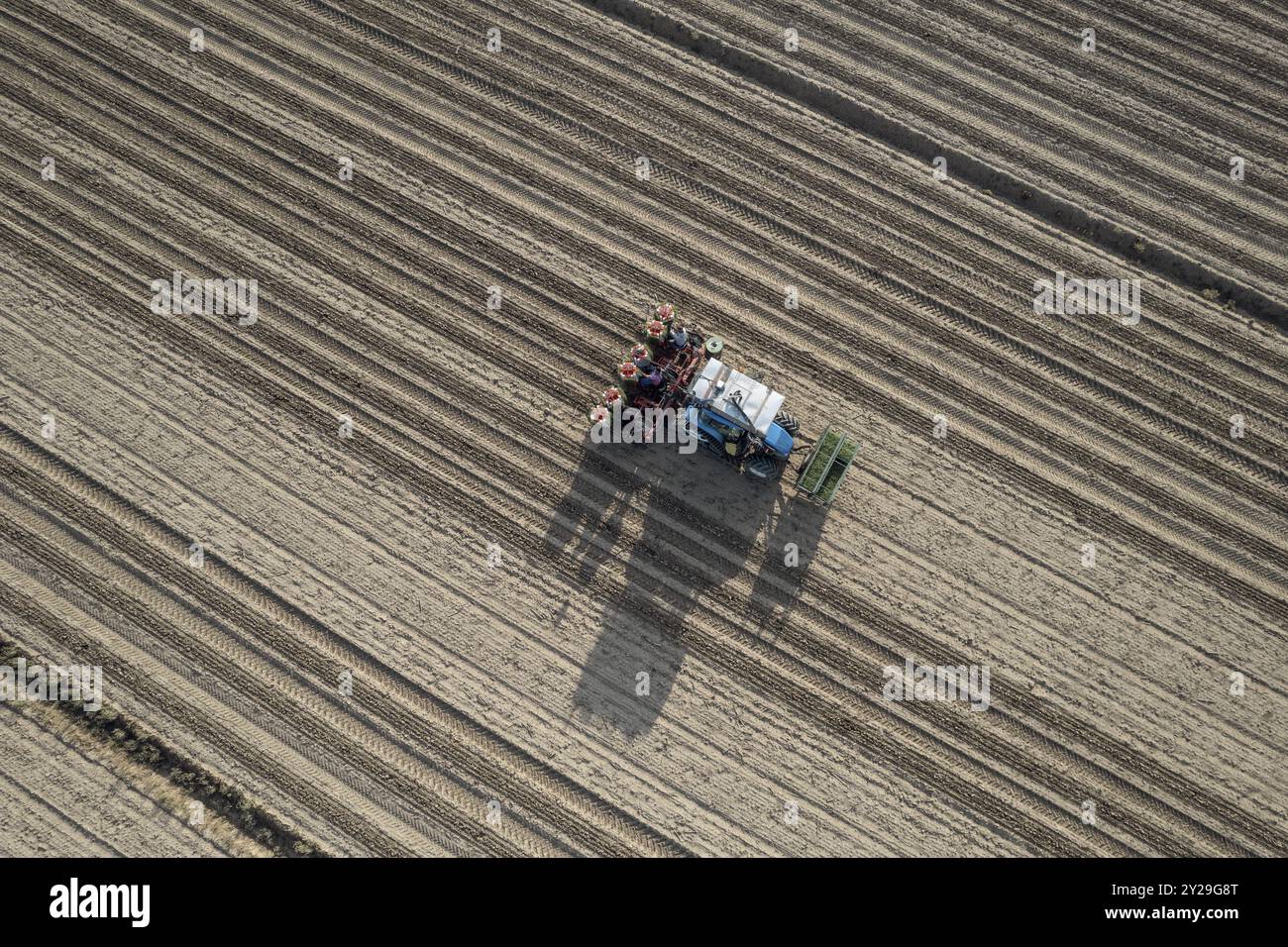 Farmers are planting a tomato crop using an automatic planter machine ...