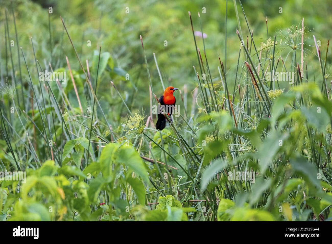Reed stalk south america hi-res stock photography and images - Alamy