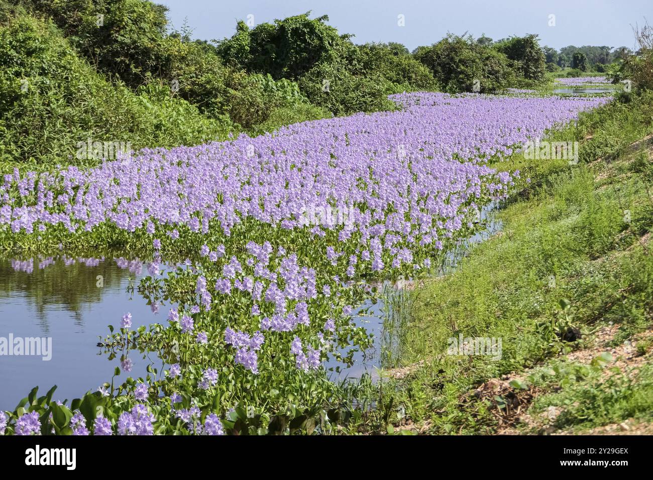 Lagoon covered with purple Water hyacinths in bloom, Pantanal Wetlands ...