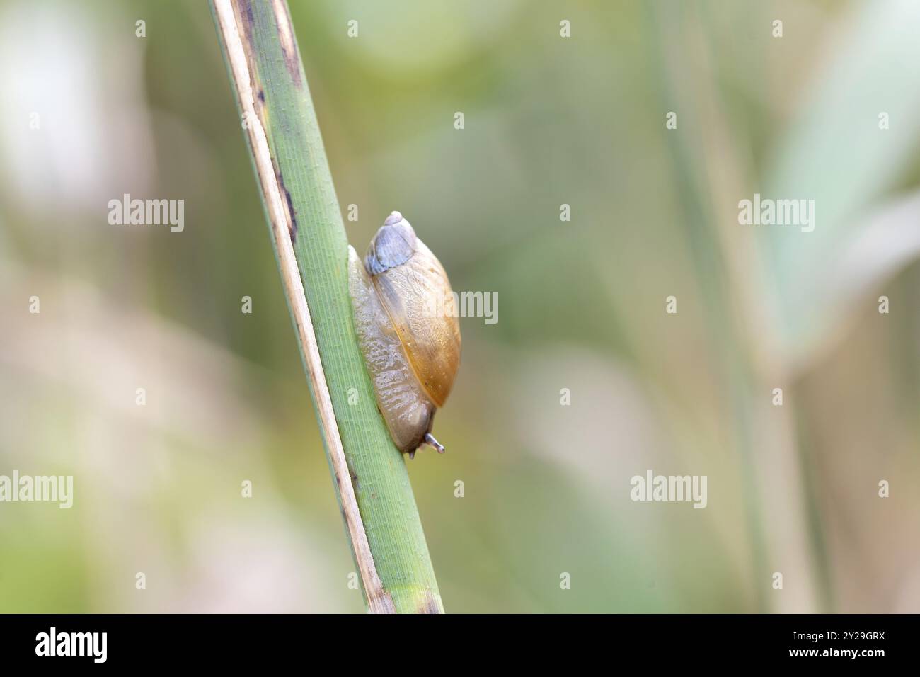 Common amber snail (Succinea putris), on stalk, Baden-Wuerttemberg ...