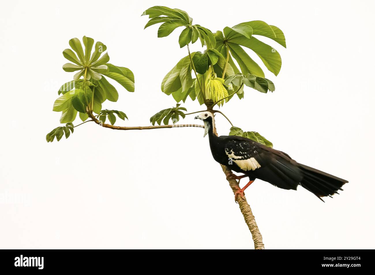 Blue-throated piping Guan perched on a tiny tree with leaves, against ...