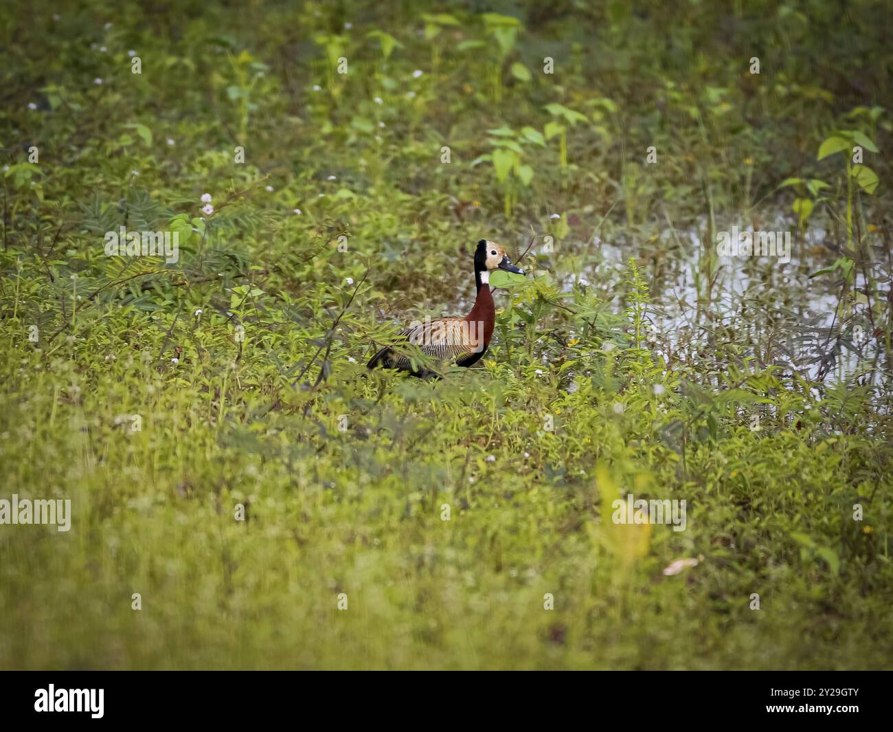 White-faced whistling duck foraging at green water edge, Pantanal ...