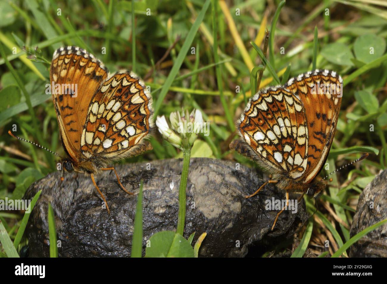 Valerian Fritillary, Silver Fritillary two butterflies with closed ...