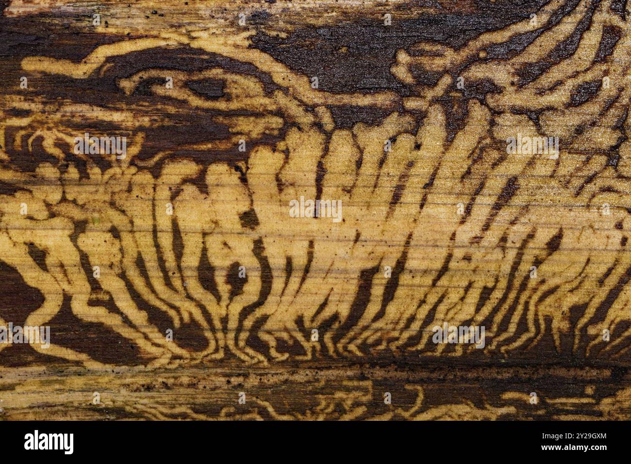 Book printer feeding marks in tree trunk Stock Photo - Alamy