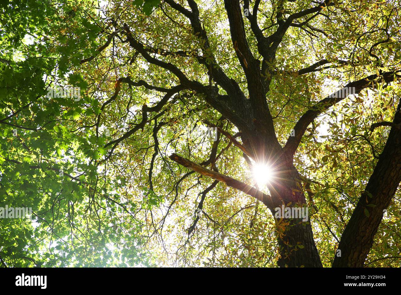 Branches of beautiful trees with green leaves outdoors, bottom view ...
