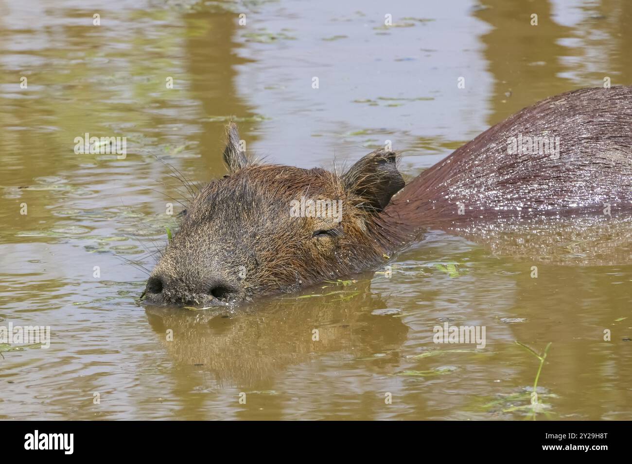 Close -of a Capybara resting in muddy water, facing camera, Pantanal ...