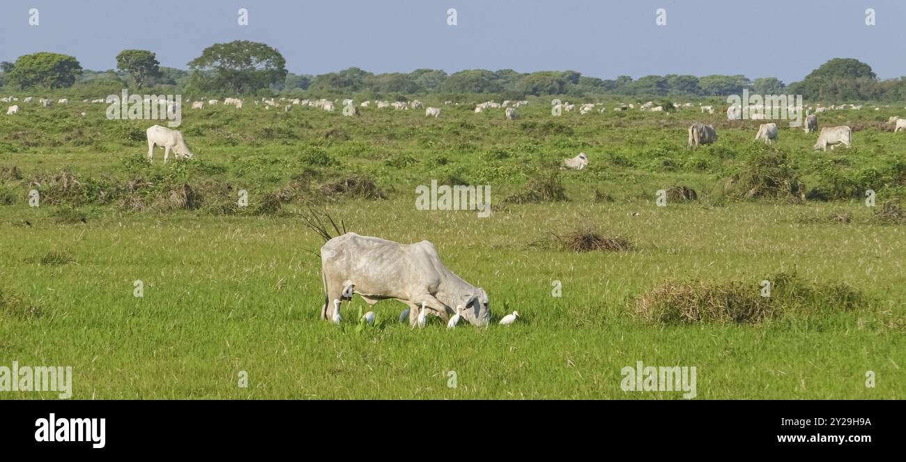 Panorama of typical Pantanal pasture land with white cattle and egrets ...