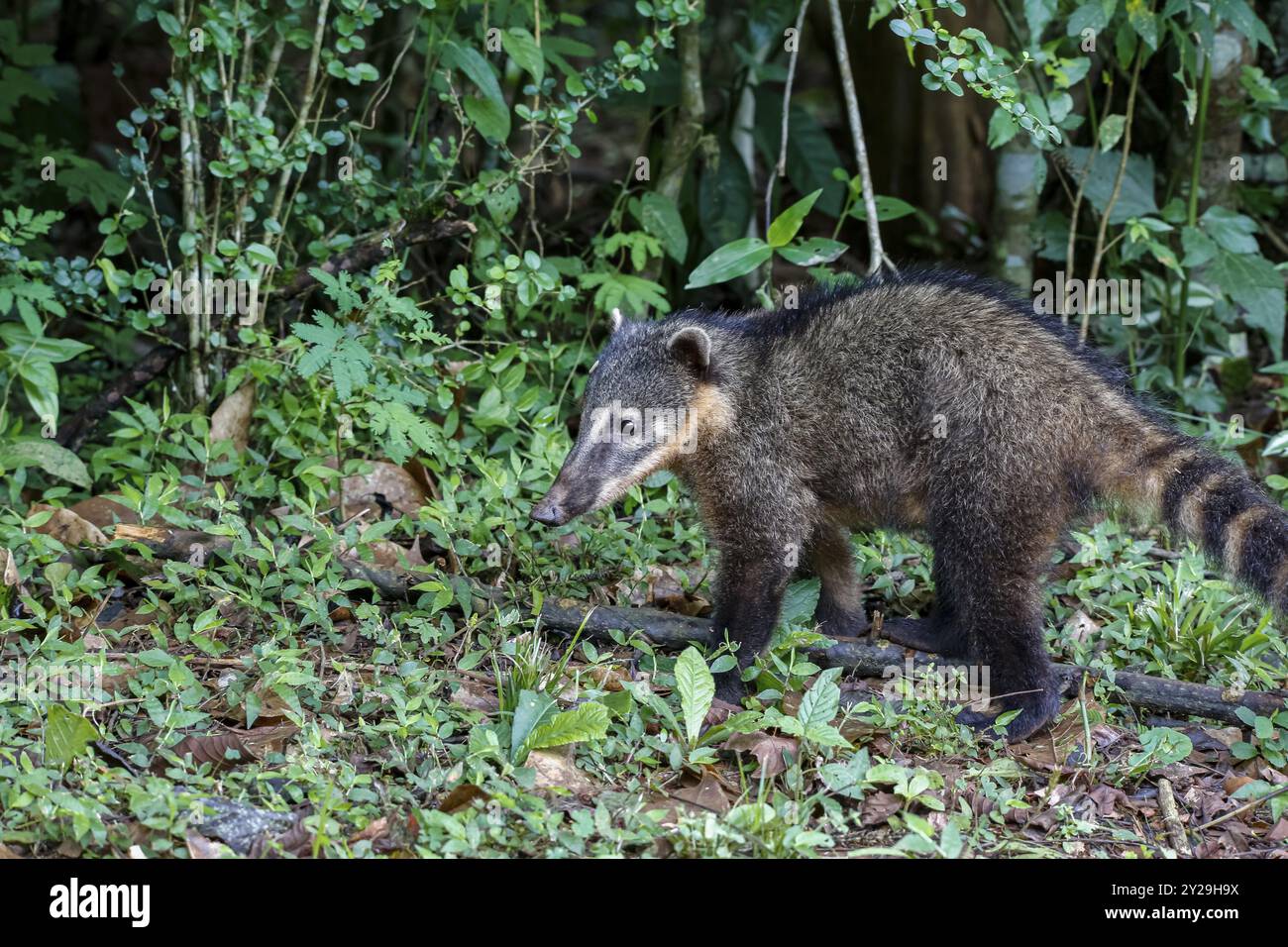 Coati roaming in natural habitat, Iguazu Falls, Argentina, South ...