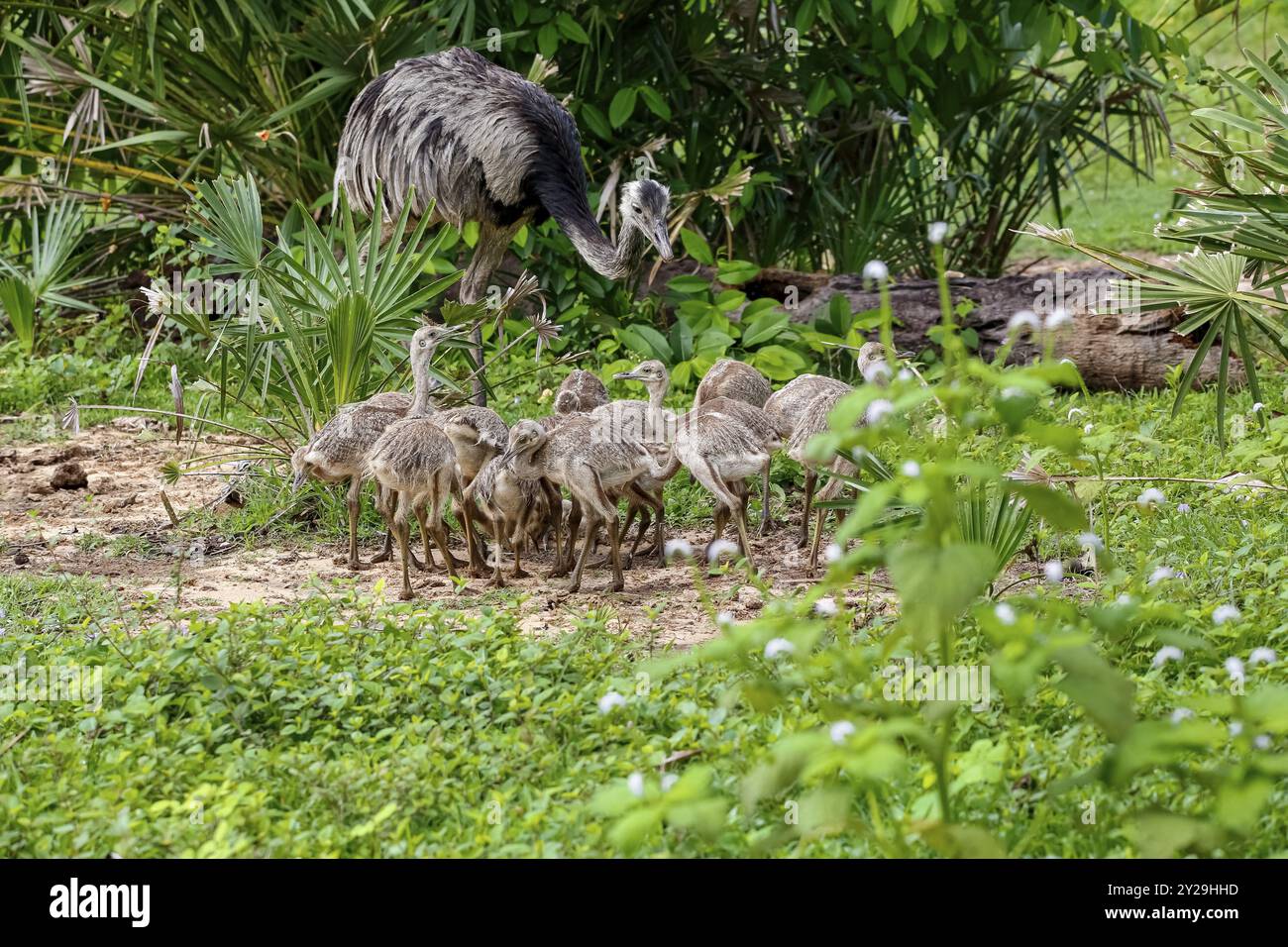 Close-up of a of Nandu or Rhea mother with her chicks in natural ...