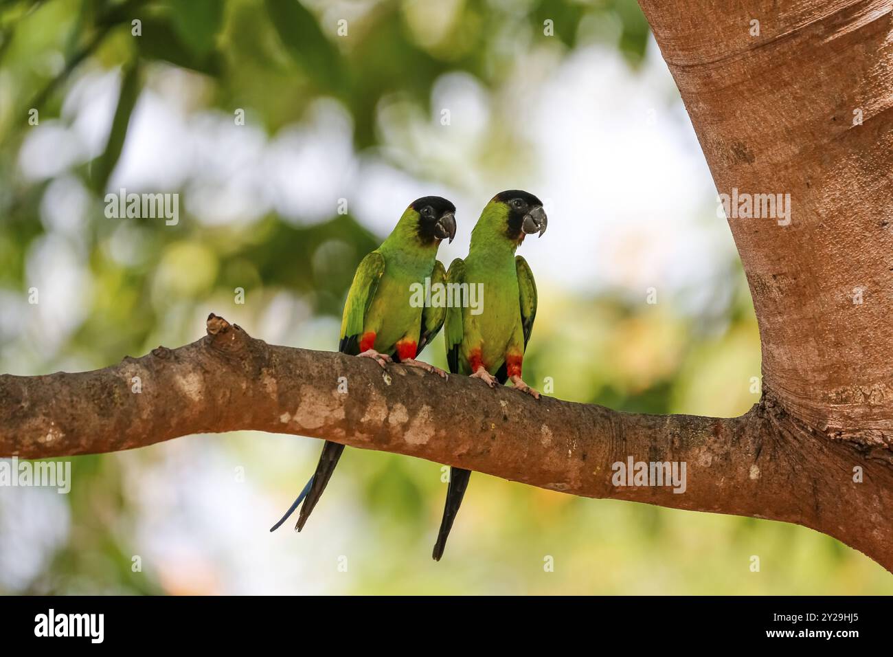 A couple of Nanday Parakeets perching together on a tree branch in the ...