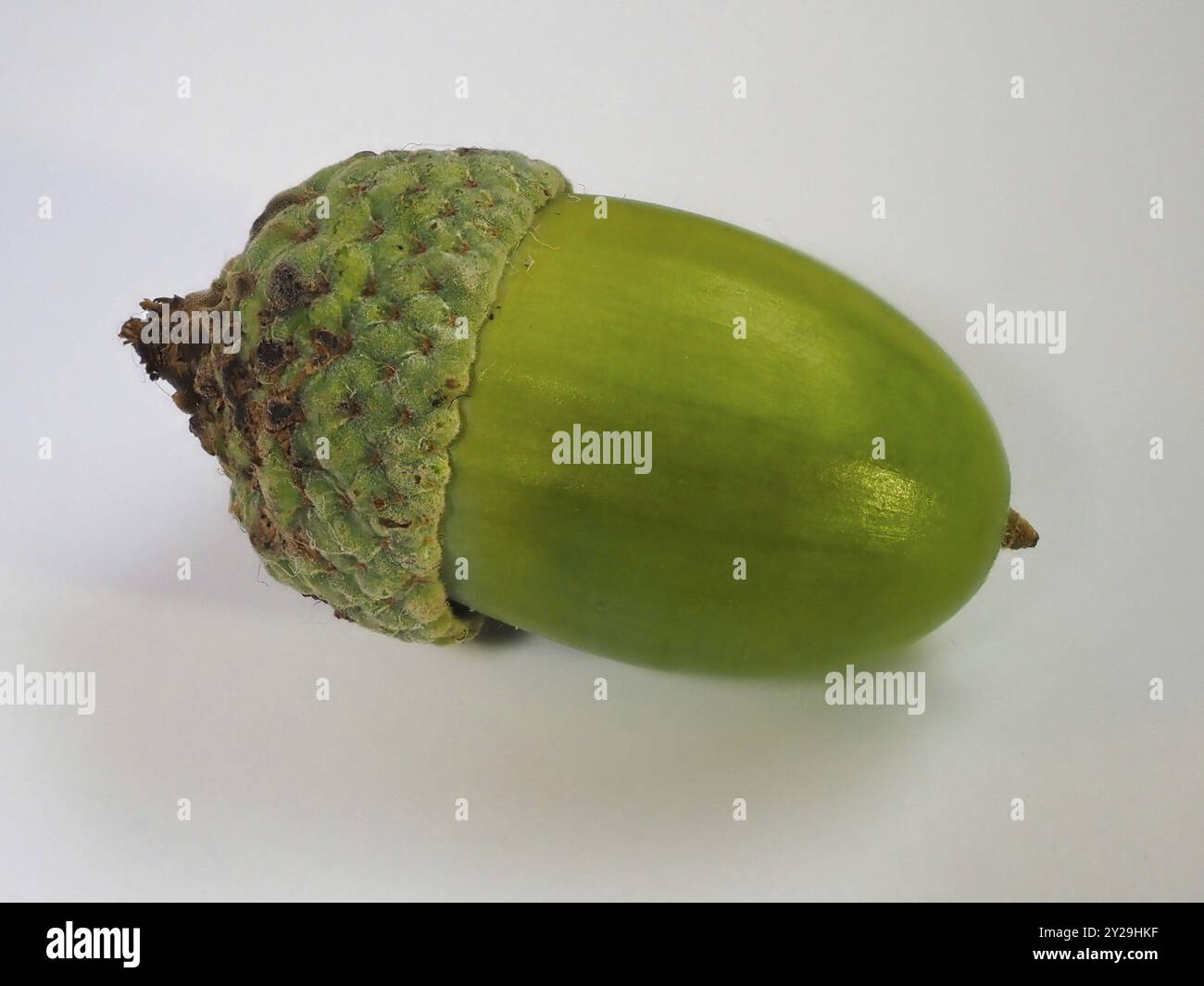 Acorn nut fruit of oak trees (Quercus), white background, North Rhine ...