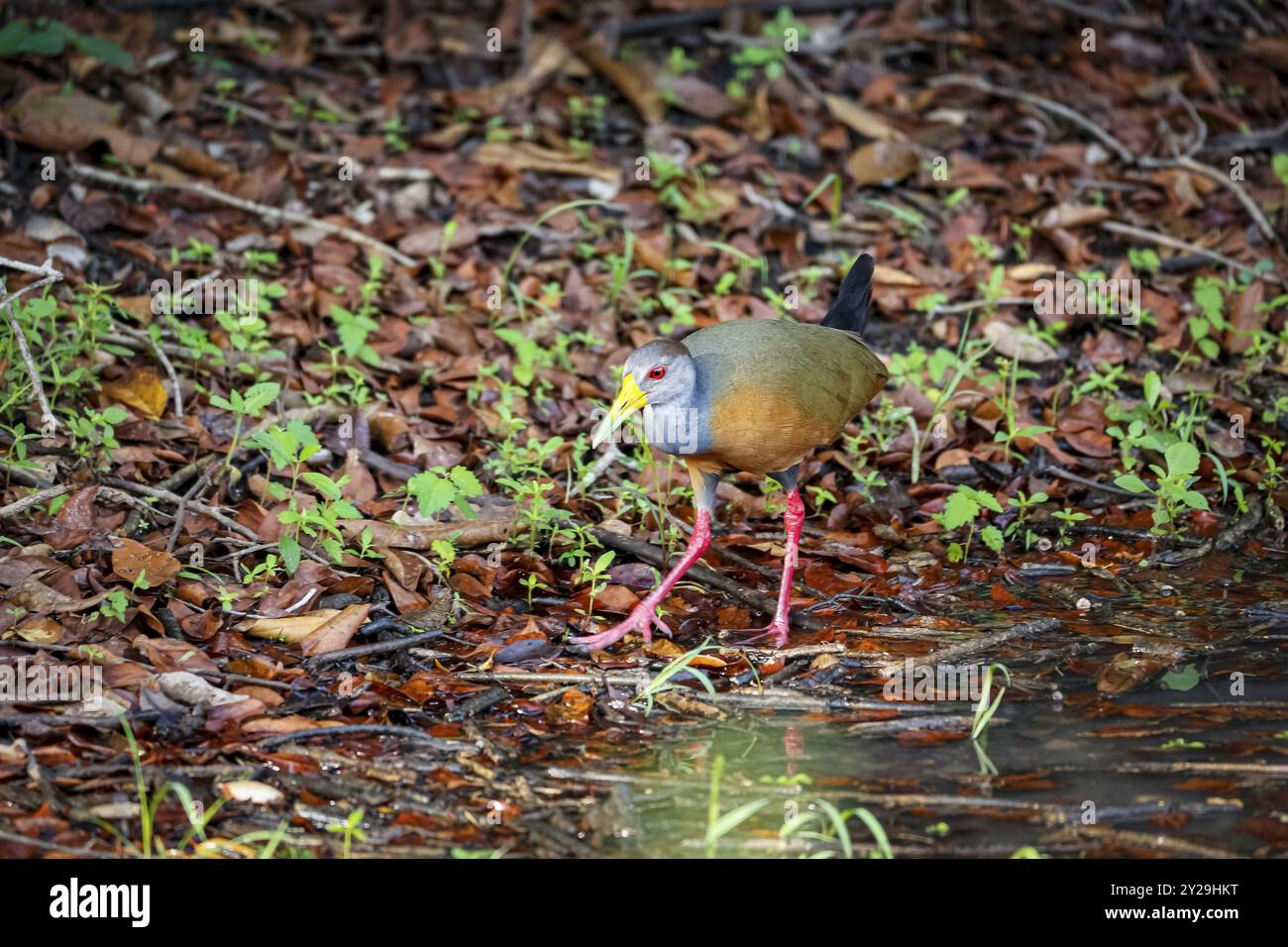 Colorful grey-necked wood rail foraging at the river edge with natural ...
