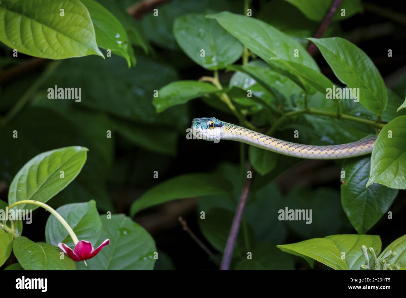 Parrot snake leptophis ahaetulla hi-res stock photography and images ...