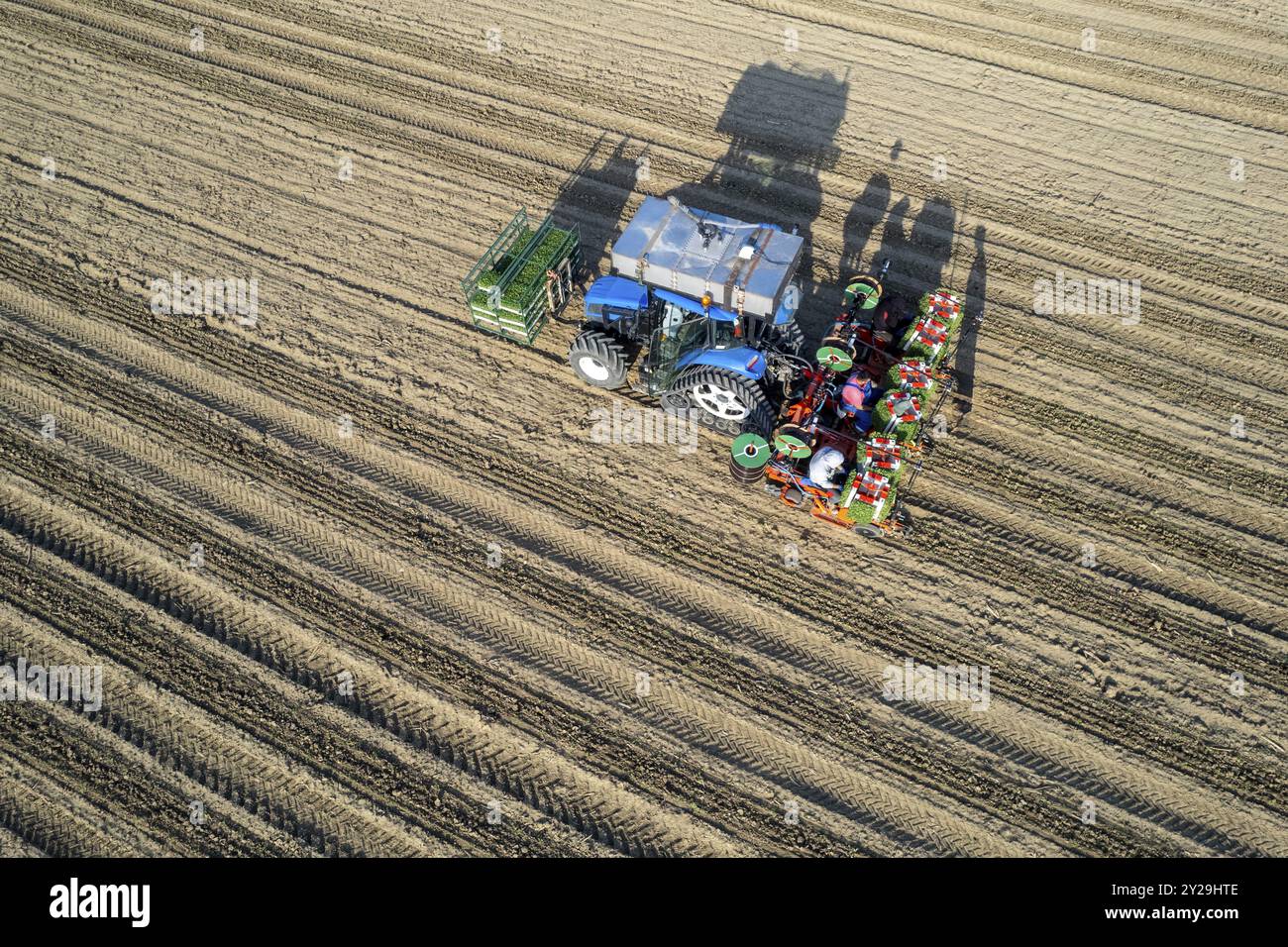 Farmers are planting a tomato crop using an automatic planter machine ...