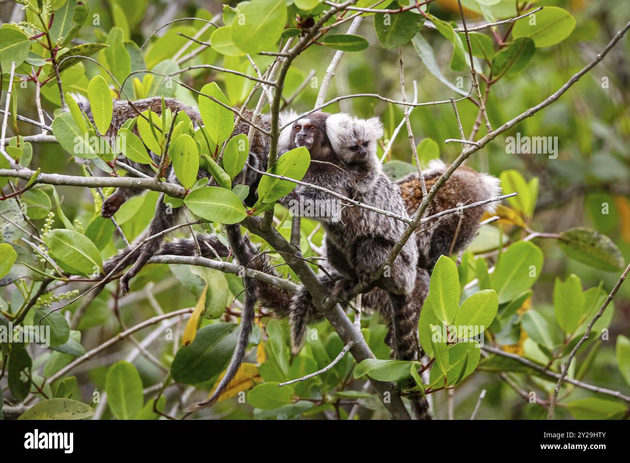 Group of Common marmosets climbing in a green leaved tree, one with a ...