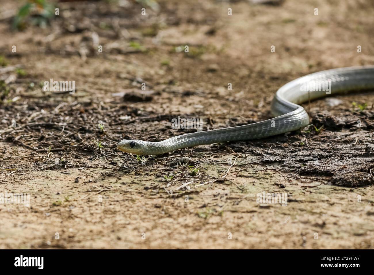 Side view of a Yellow-tailed Cribo snake (Drymarchon corais) on dirt ...