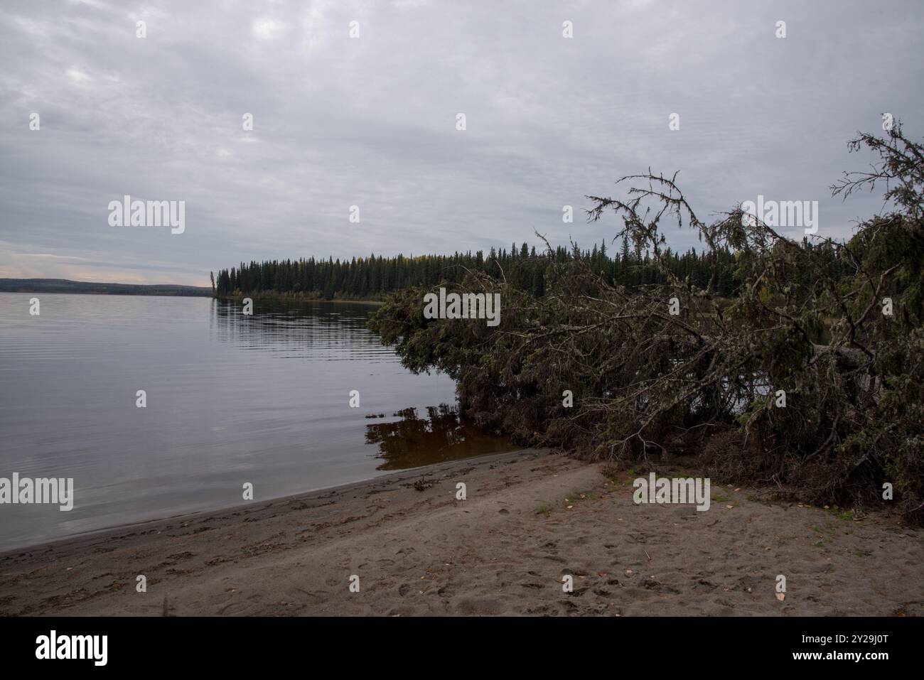 beach at Musreau Lake campground at Musreau Lake in Grand Prairie ...