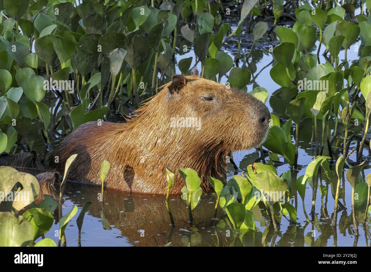 Close-up of a cute Capybara standing in water between water hyacinths ...