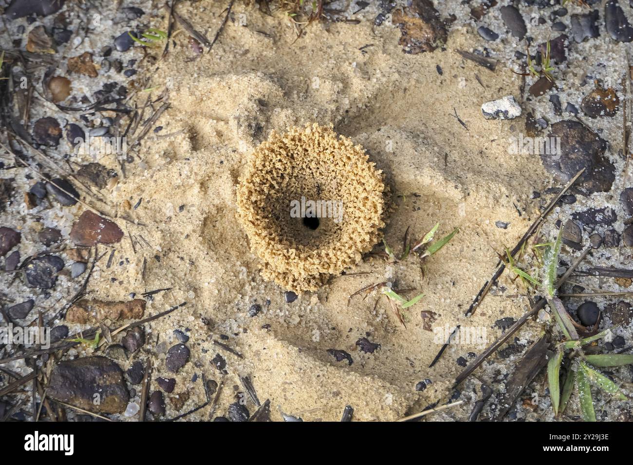 Artful sandy ant hole on the ground, from above, Caraca natural park ...