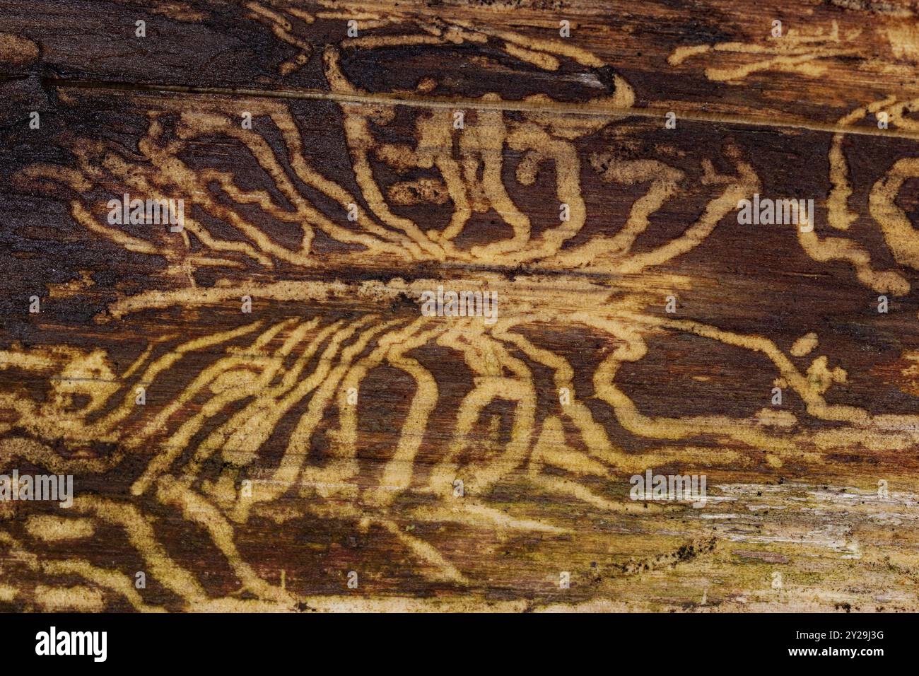 Book printer feeding marks in tree trunk Stock Photo - Alamy