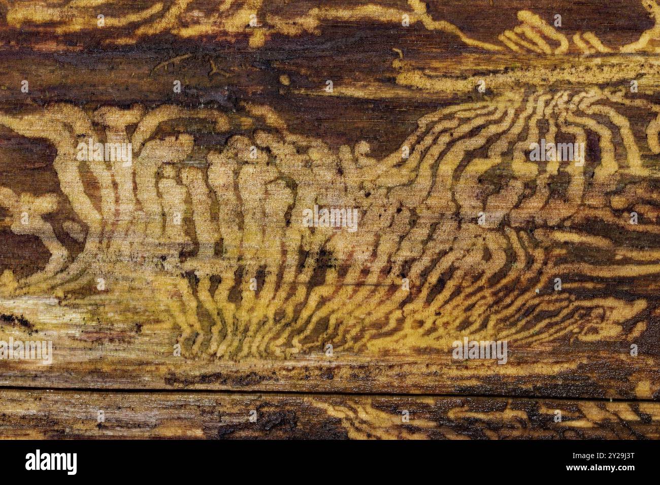 Book printer feeding marks in tree trunk Stock Photo - Alamy