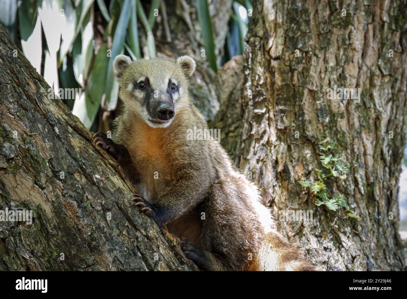 Close-up of a cute Coati on a tree, facing camera, Iguazu Falls ...