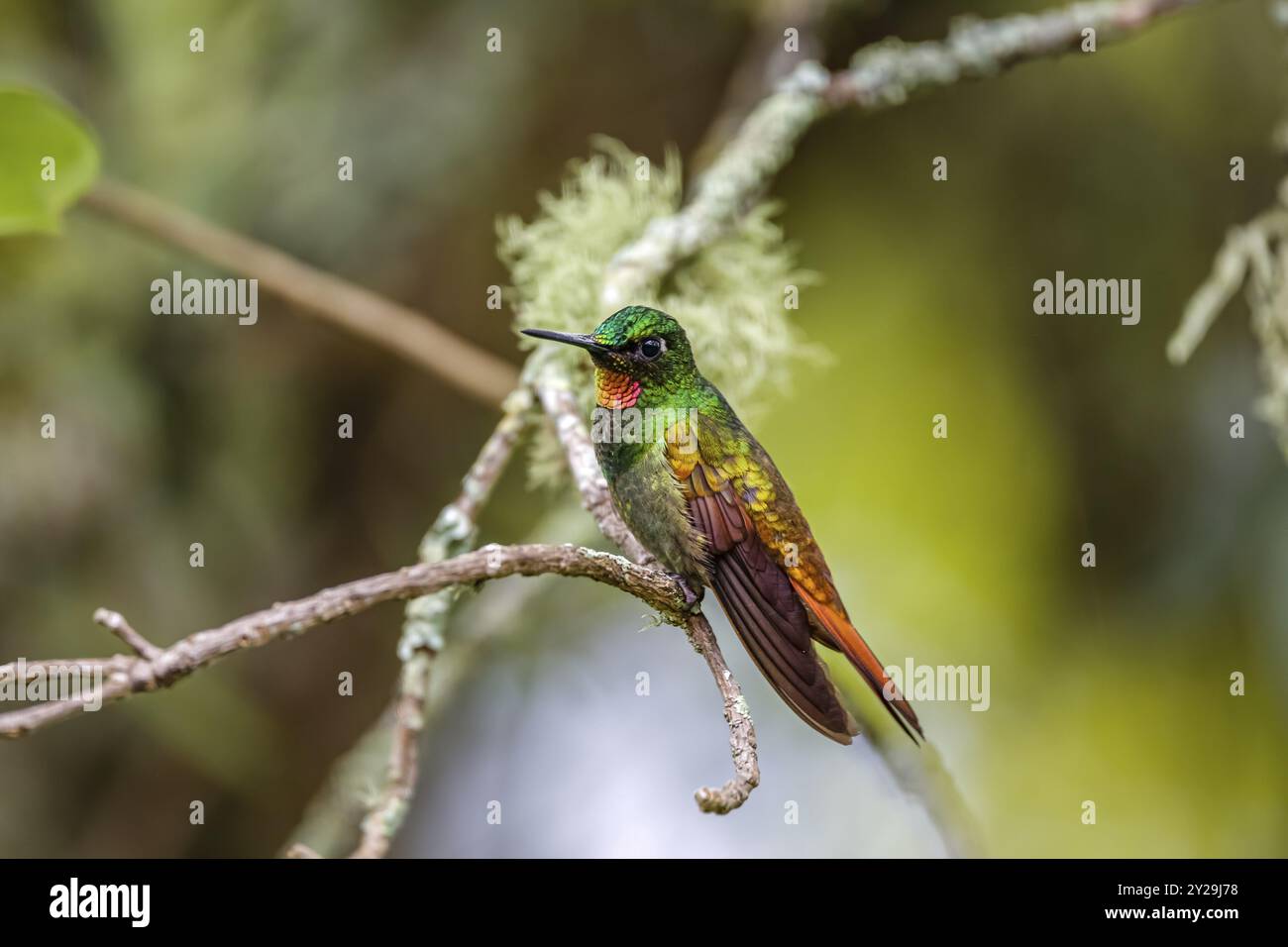 Beautiful colored Brazilian ruby perched on a branch against defocused ...