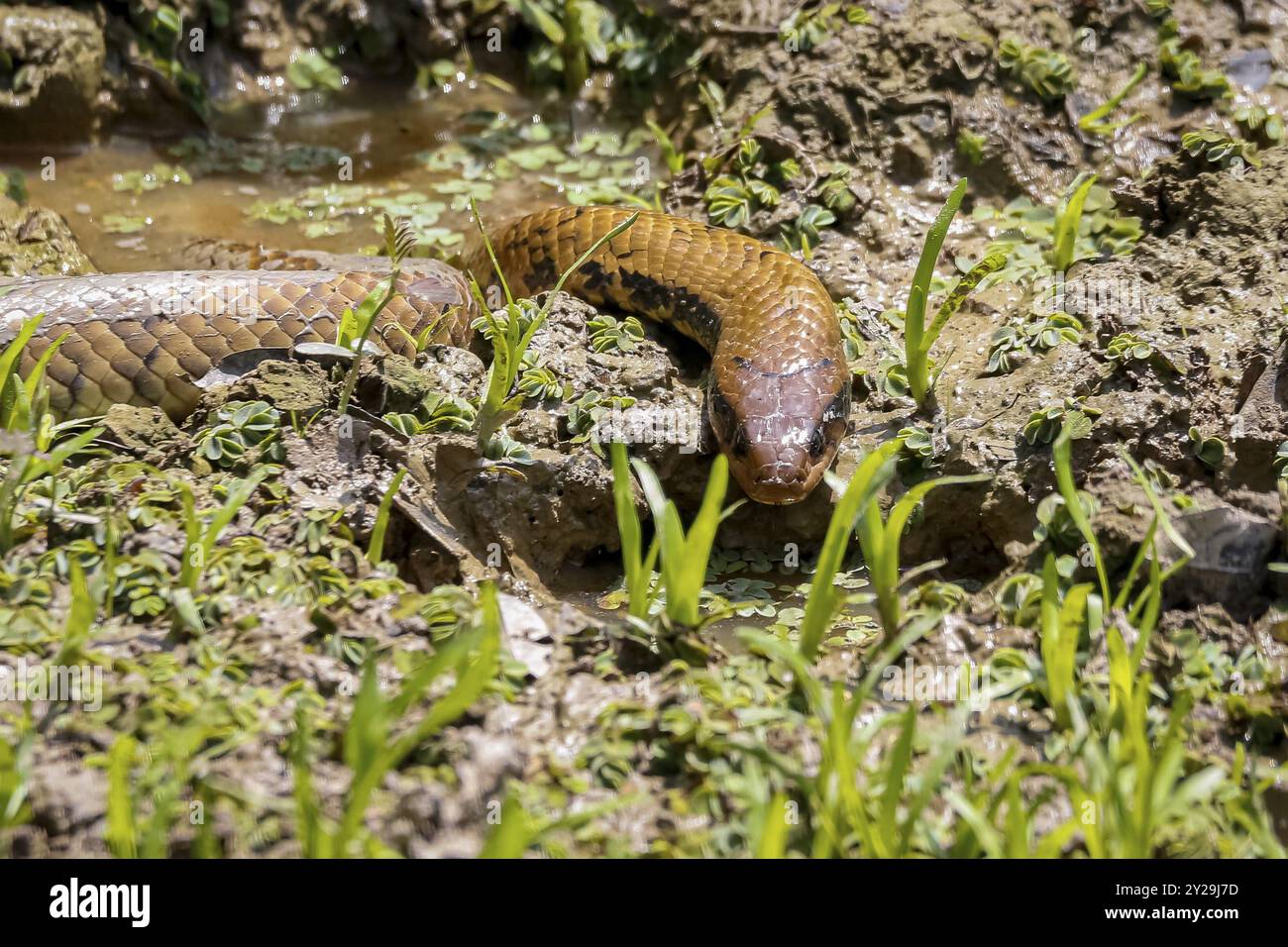 Close-up of Brazilian False Water Cobra lying in a water puddle ...